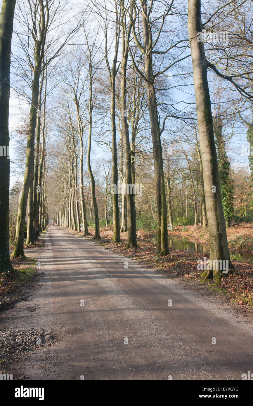Dutch countryroad in springtime Stock Photo - Alamy