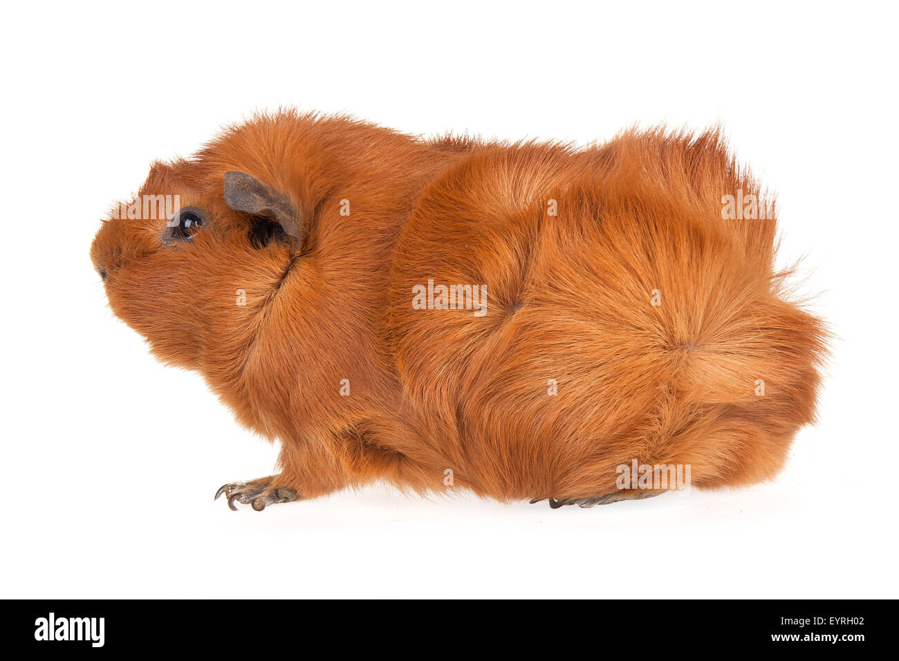 Lovely brown guinea pig isolated on white Stock Photo - Alamy