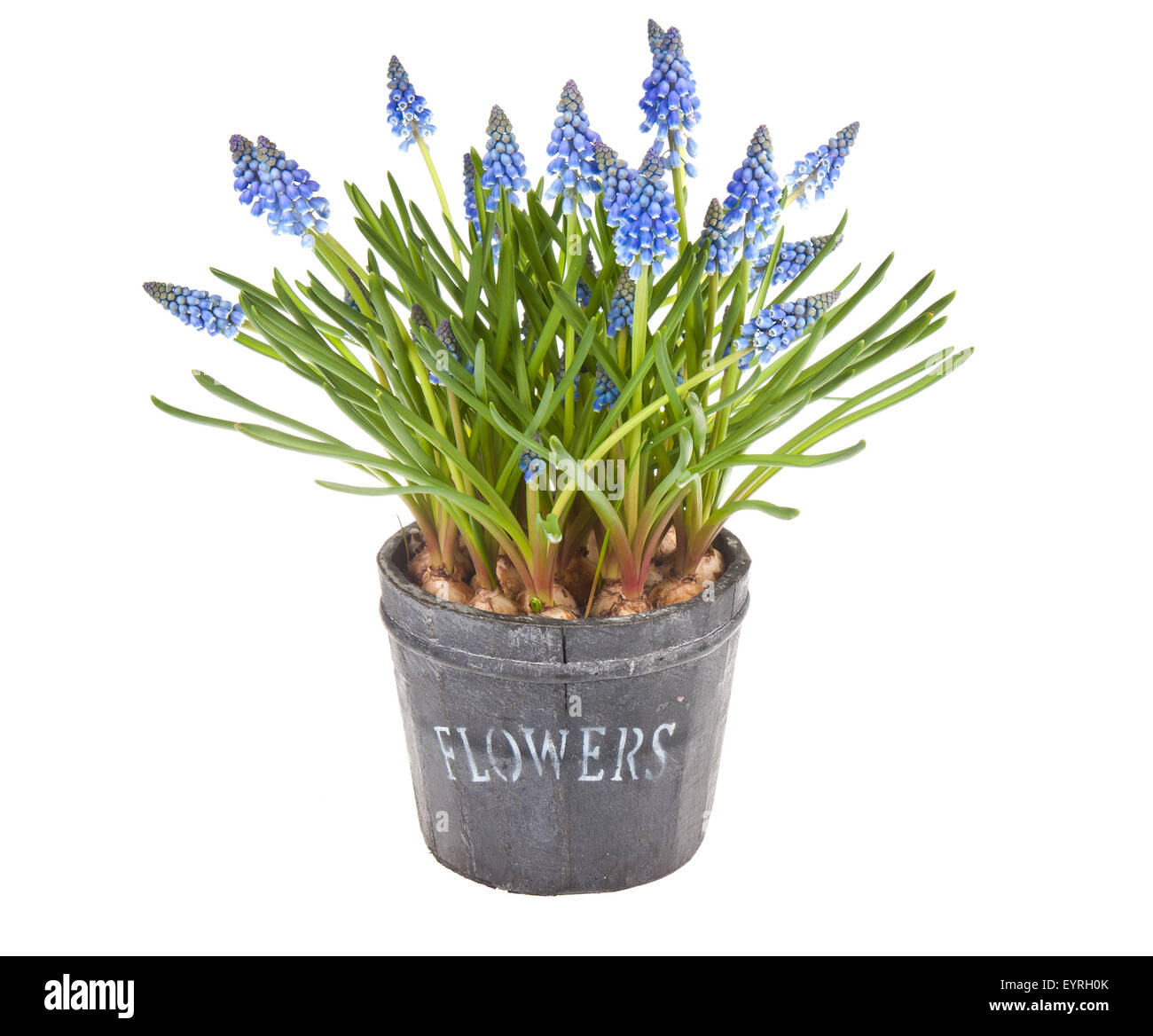 Grape leaves on stem Cut Out Stock Images & Pictures - Alamy