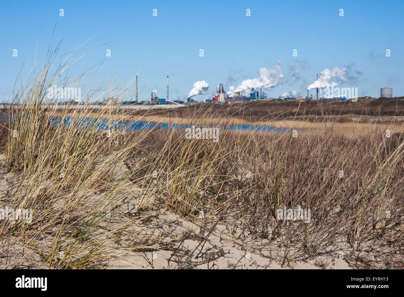 Dutch steel factory seen from the dunes with marram grass along the ...
