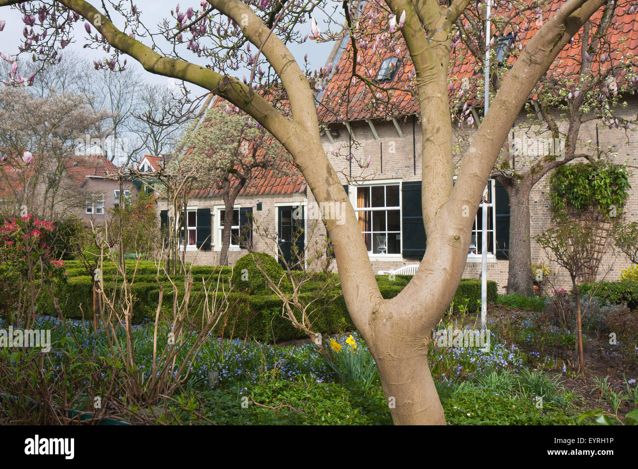 Traditional Dutch house with ornamental garden with blooming magnolia ...