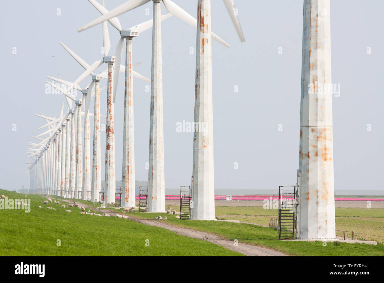 Old rusty windturbines with sheep and tulip fields Stock Photo - Alamy