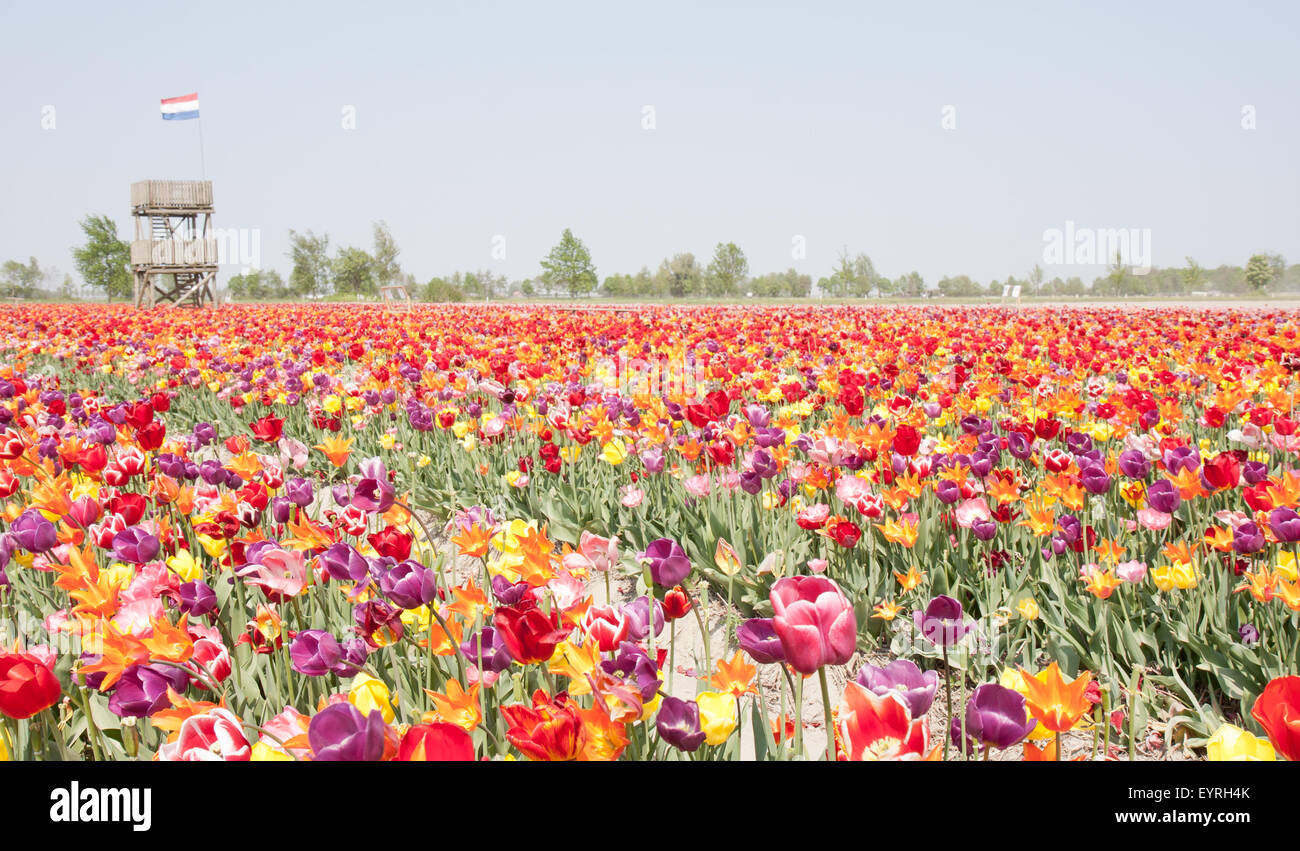 Multi colored tulip field in the Netherlands with watch-tower Stock ...