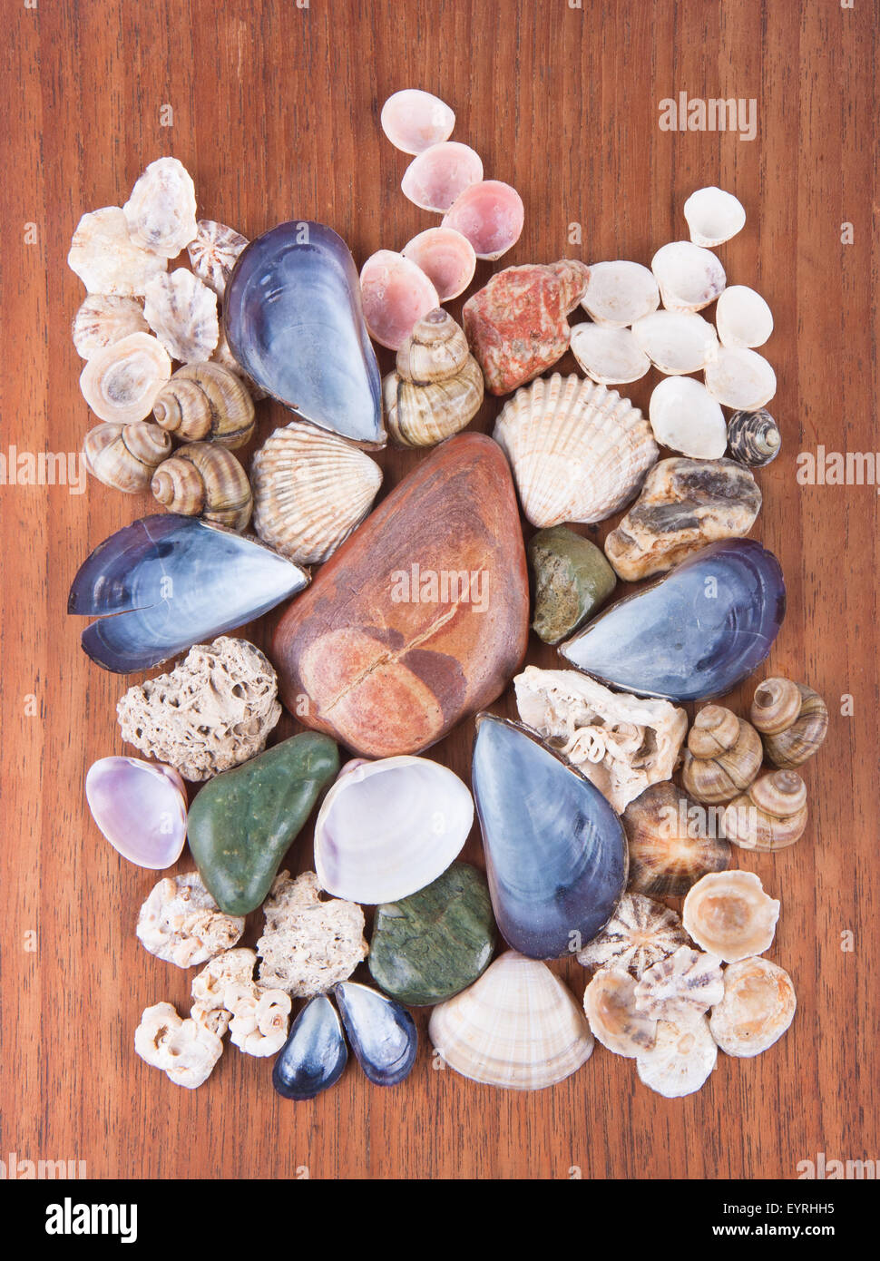 Different Size Shells High Resolution Stock Photography and Images - Alamy