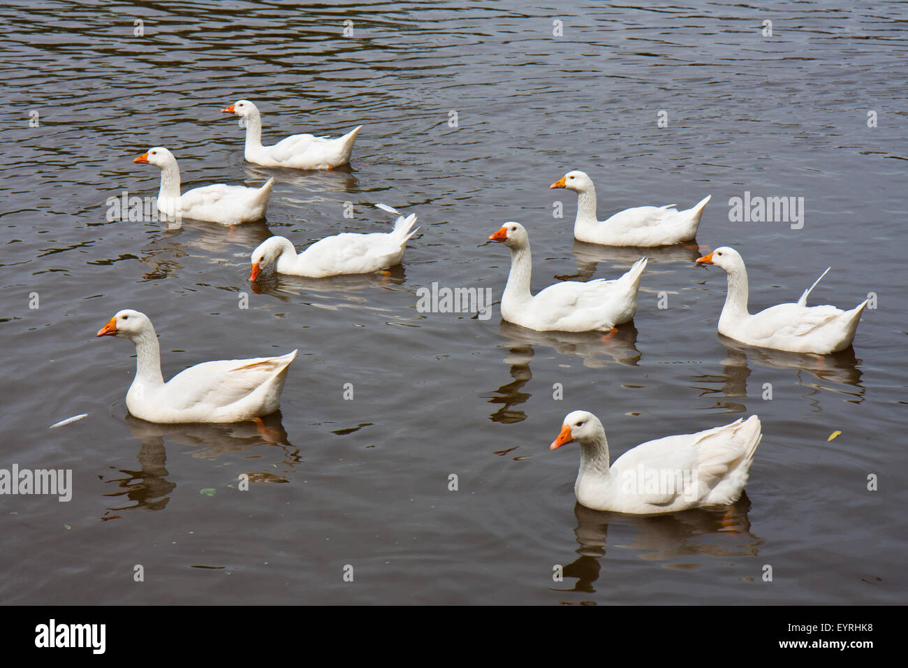 Eight wild geese swimming in a lake Stock Photo - Alamy
