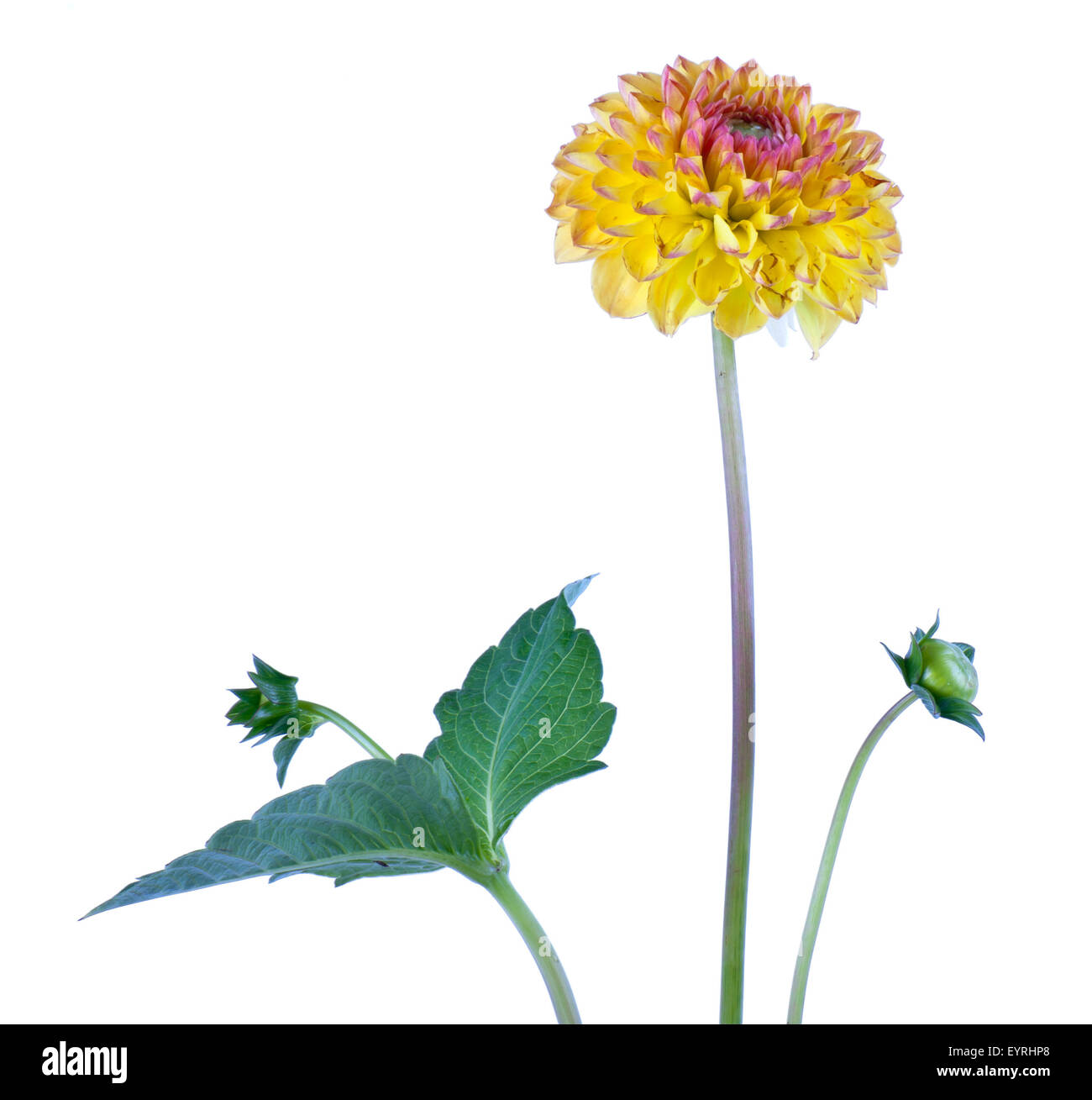 Yellow chrysantemum isolated on white Stock Photo - Alamy