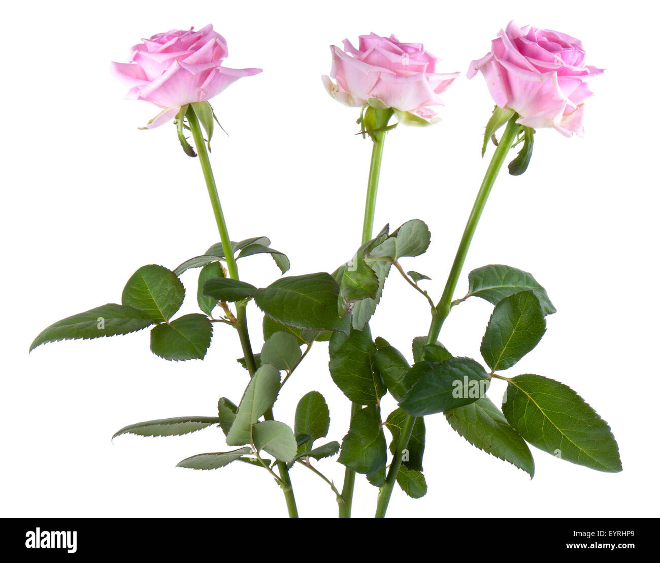 Three pink rosa, isolated on white Stock Photo - Alamy