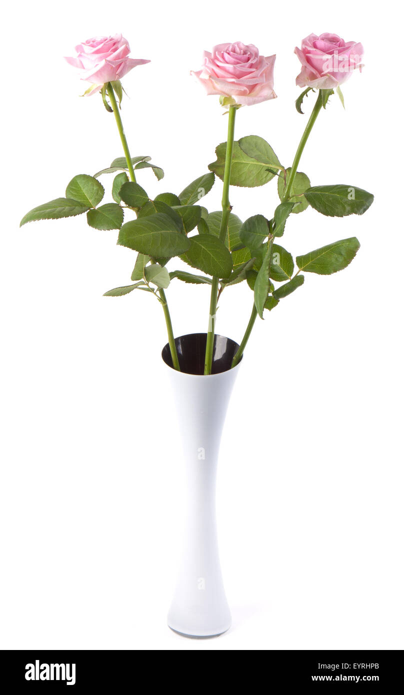 Three pink rosa in a vase, isolated on white Stock Photo - Alamy