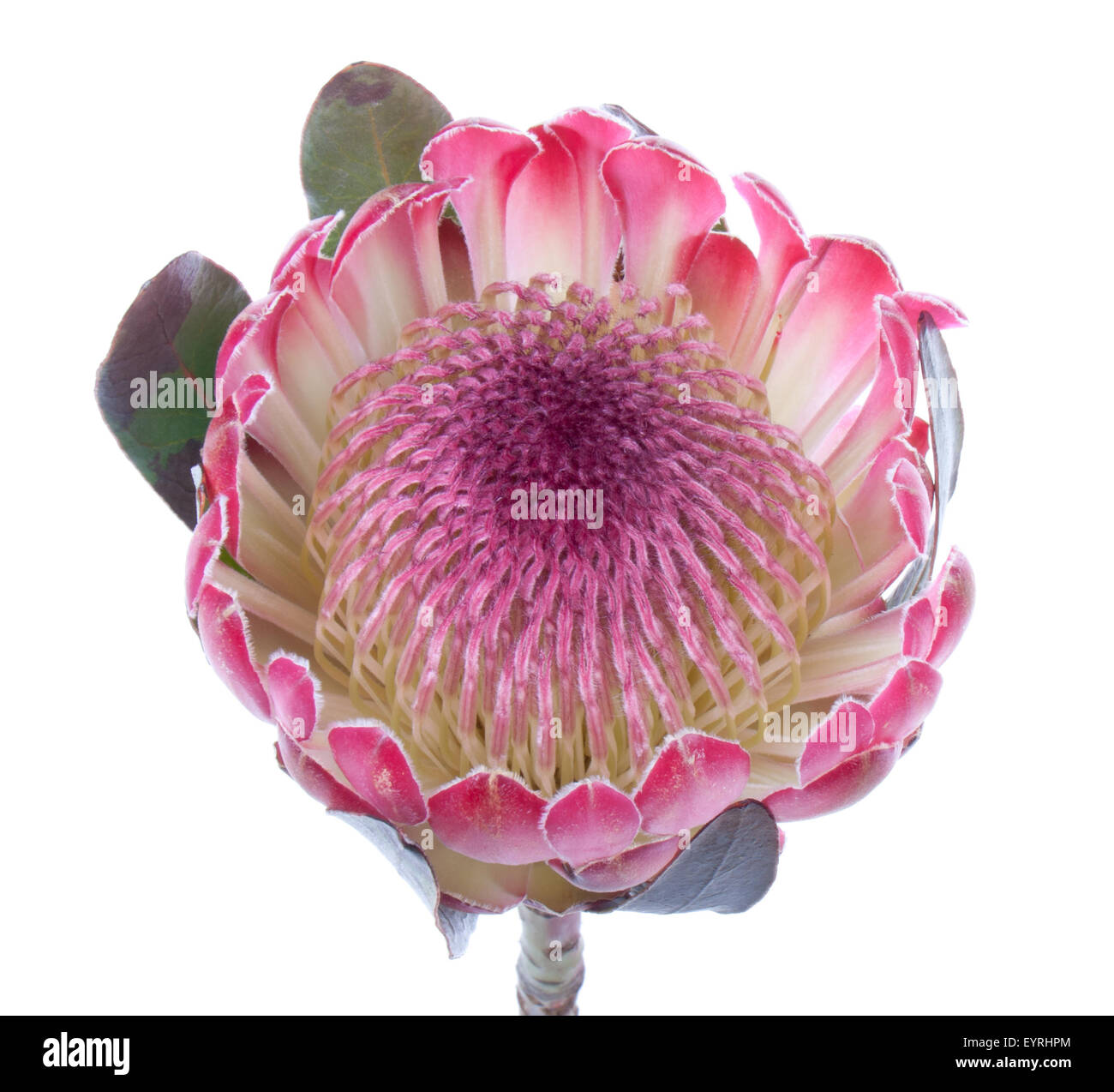 Purple protea, isolated on white Stock Photo - Alamy