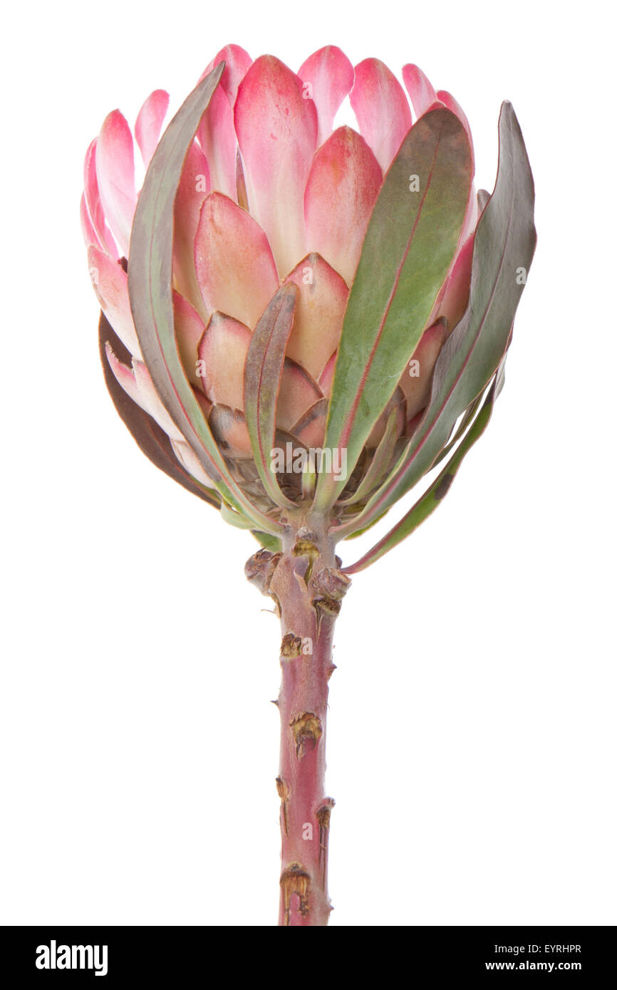 Purple protea hi-res stock photography and images - Alamy