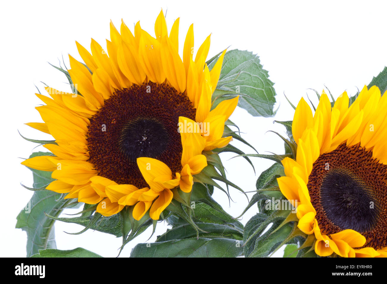 Two big sunflowers, isolated on white Stock Photo - Alamy