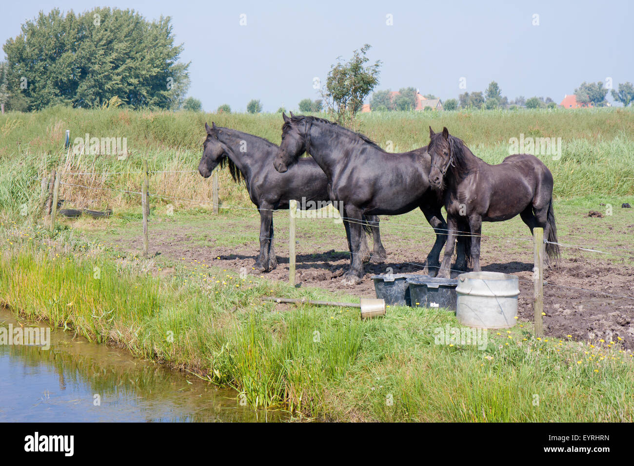 Three horses standing in field hi-res stock photography and images - Alamy