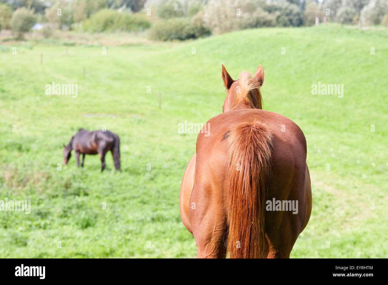 Rear view of a brown horse in a meadow Stock Photo - Alamy