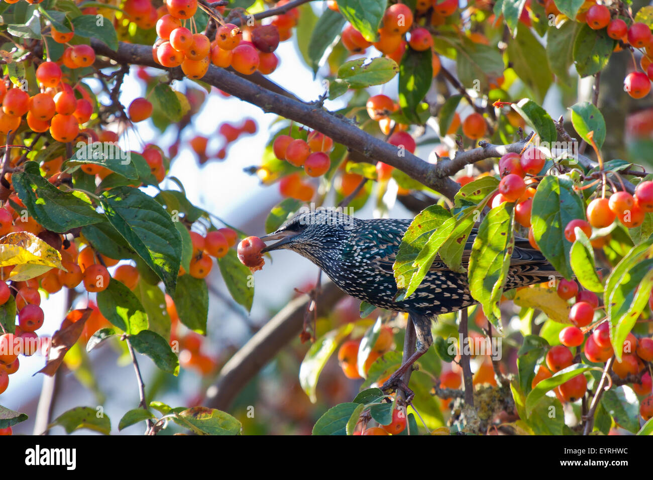 A spotted starling eating fruits in an apple tree Stock Photo - Alamy