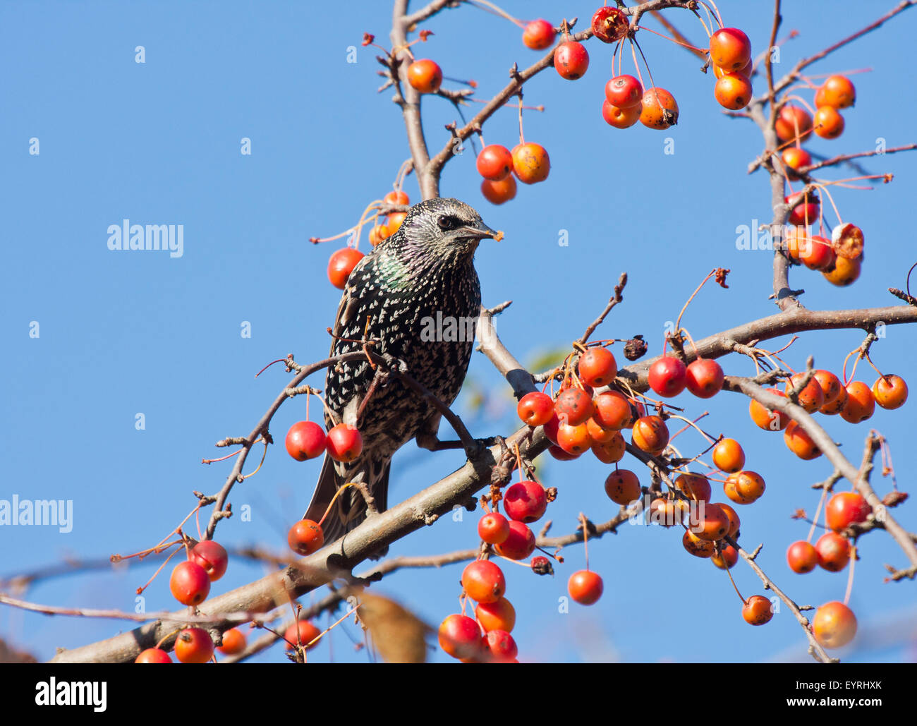 A spotted starling eating fruits in an apple tree Stock Photo - Alamy