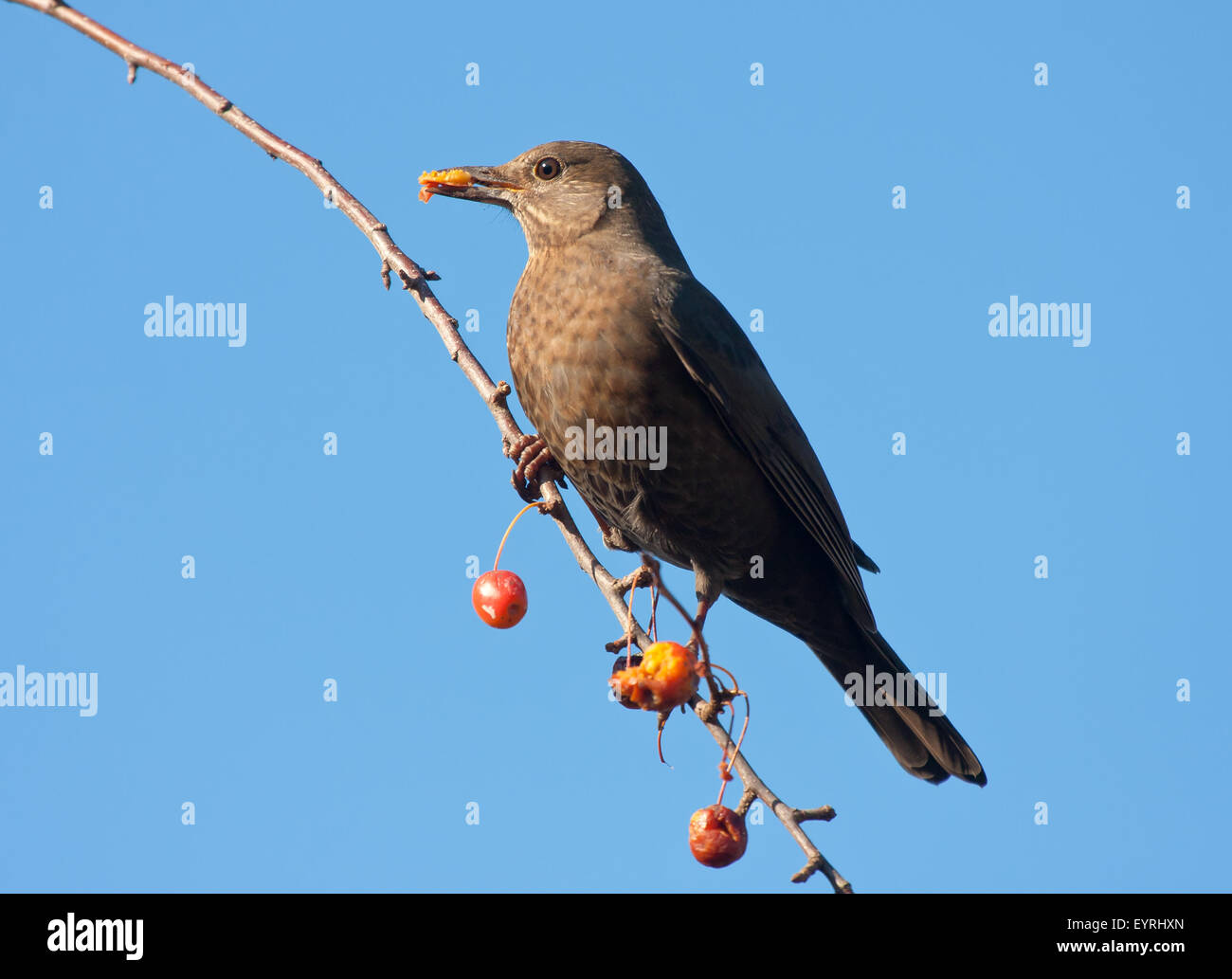 Blackbird apple hi-res stock photography and images - Alamy