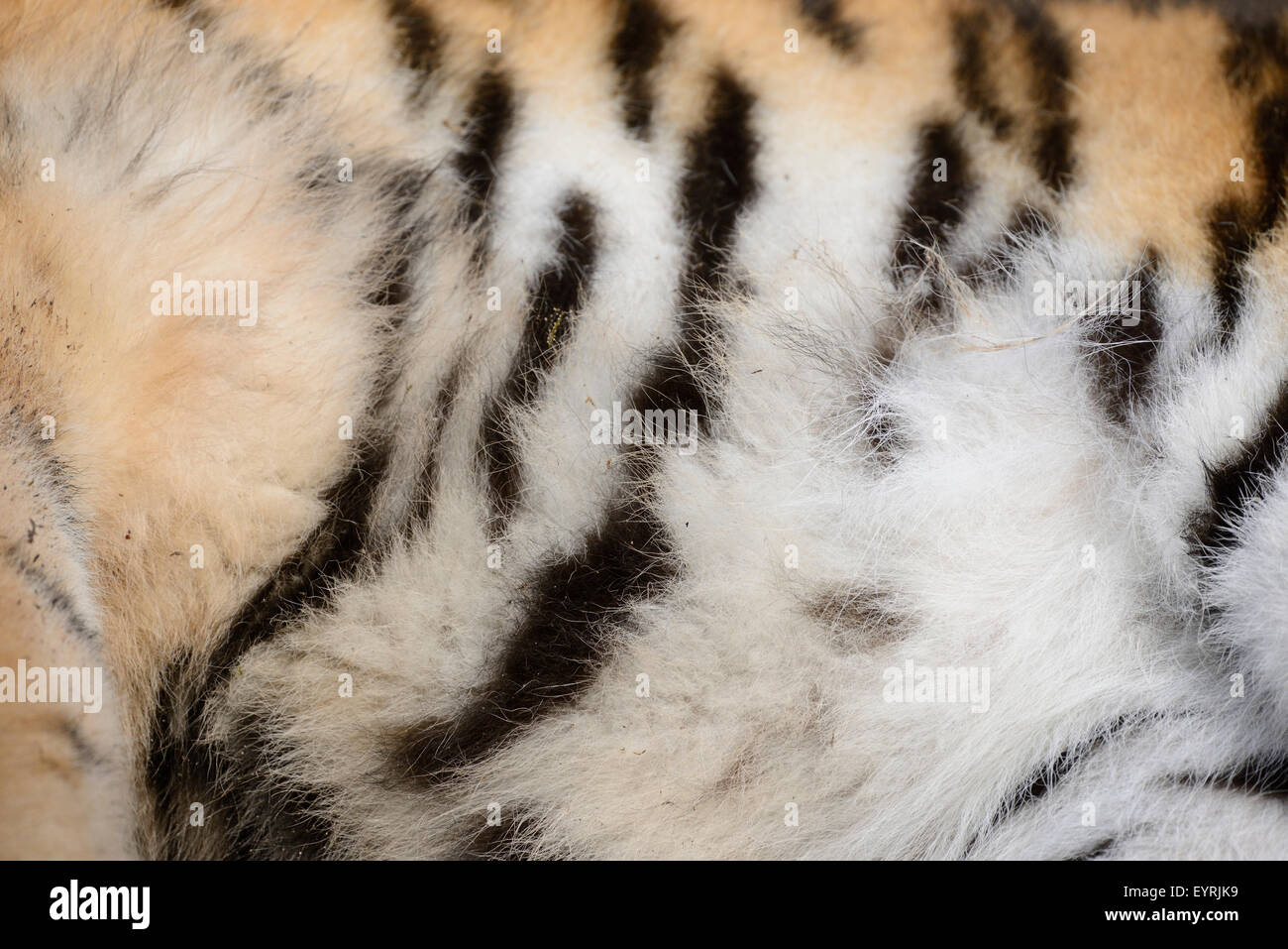Tiger Belly High Resolution Stock Photography and Images - Alamy