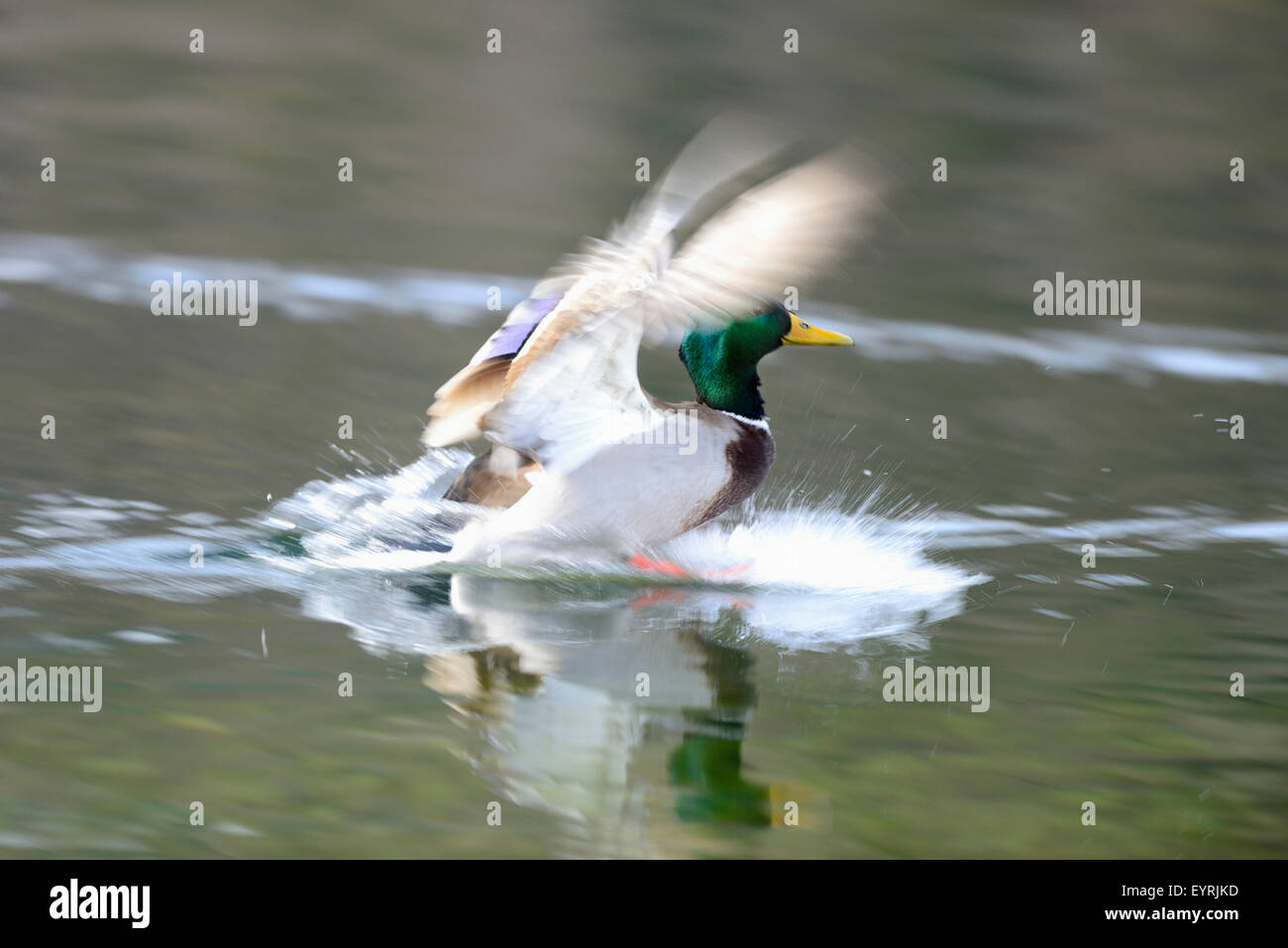 Mallard, Anas platyrhynchos, male duck, water, side view, alighting ...