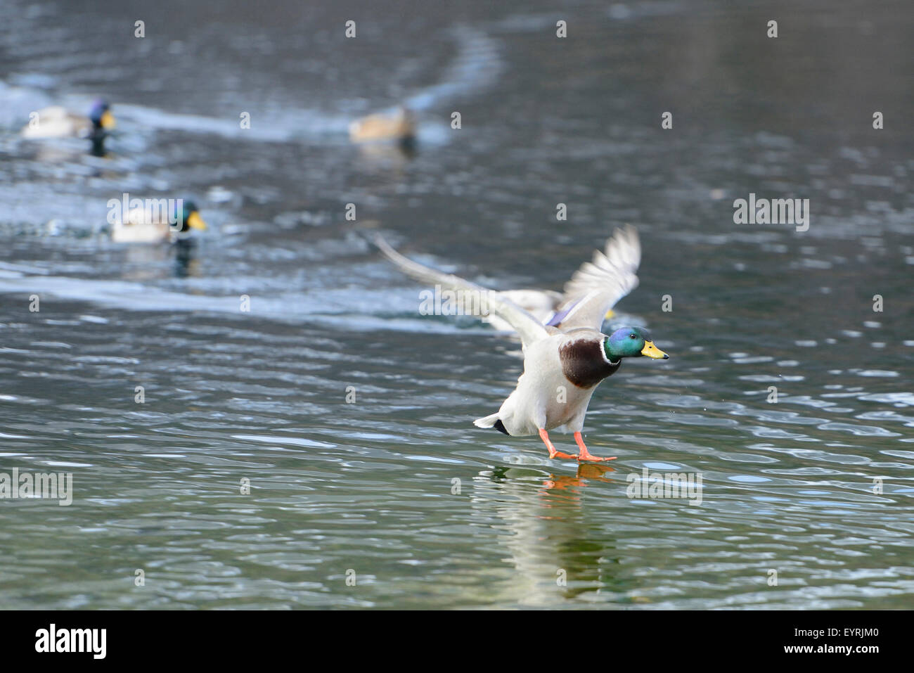 Mallard, Anas platyrhynchos, male duck, water, side view, alighting ...