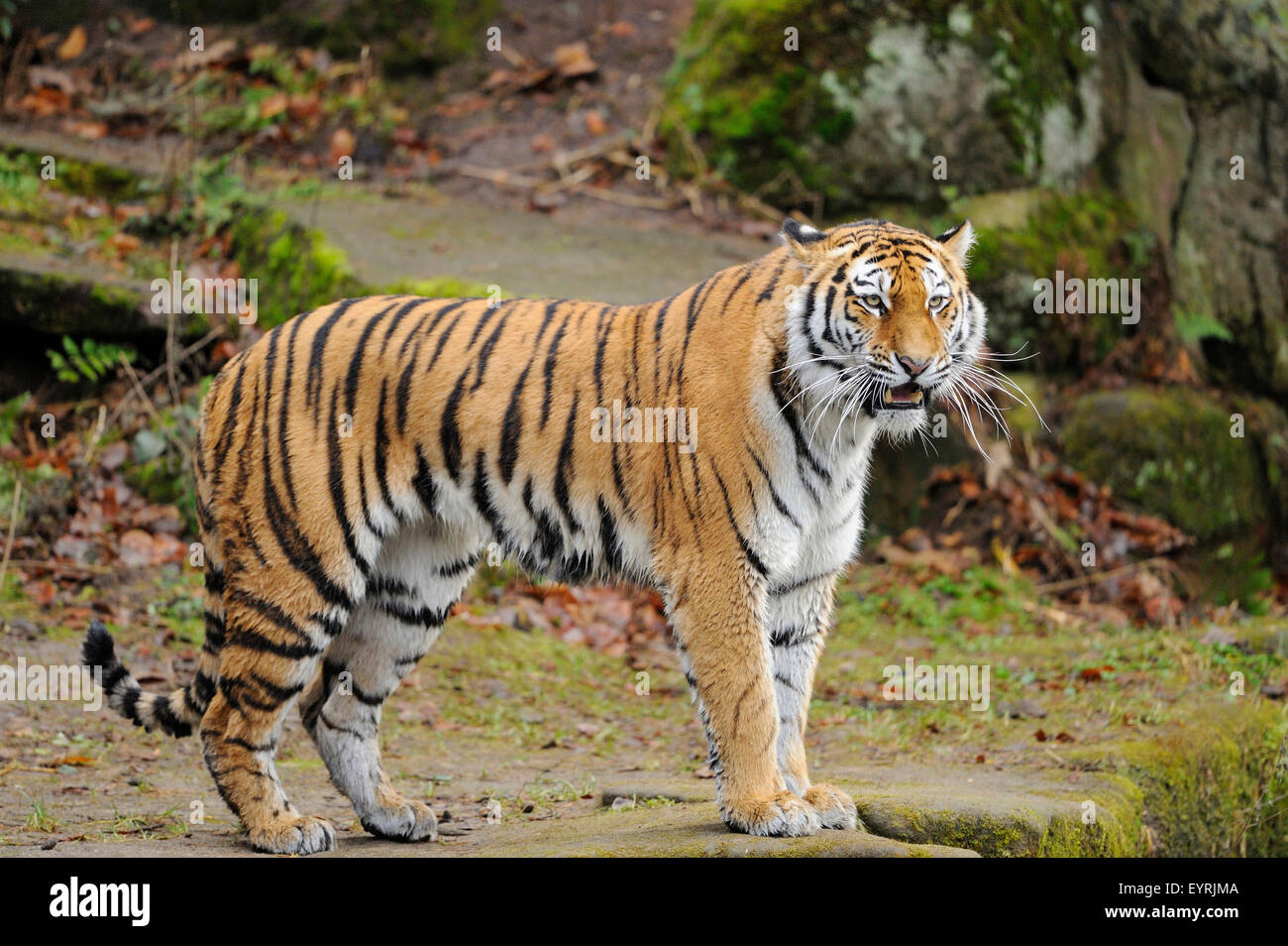 Tiger Side View