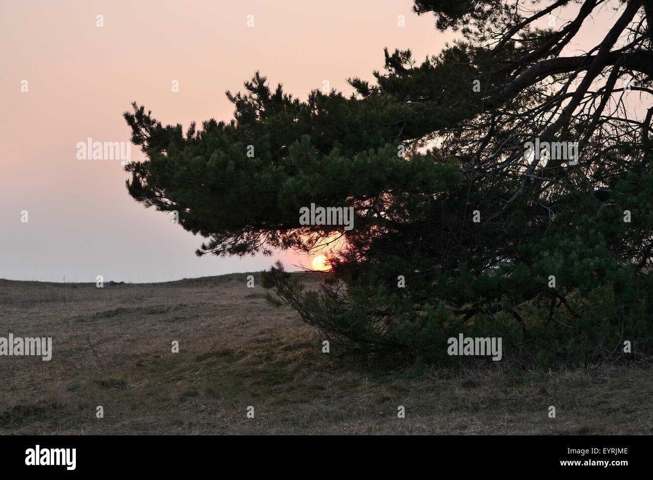 Scenery, Scots pine, Pinus sylvestris, sundown Stock Photo - Alamy