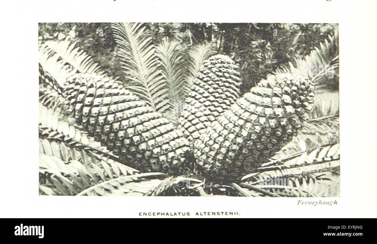 This image, from page 84 of 'The Colony of Natal,' illustrates aspects ...