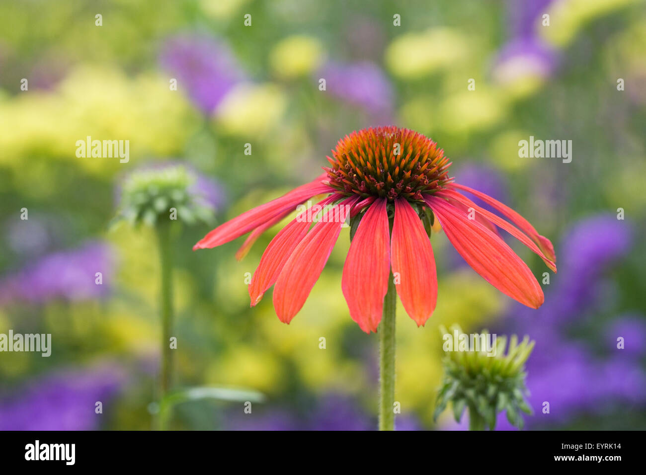 Borders colored hi-res stock photography and images - Alamy