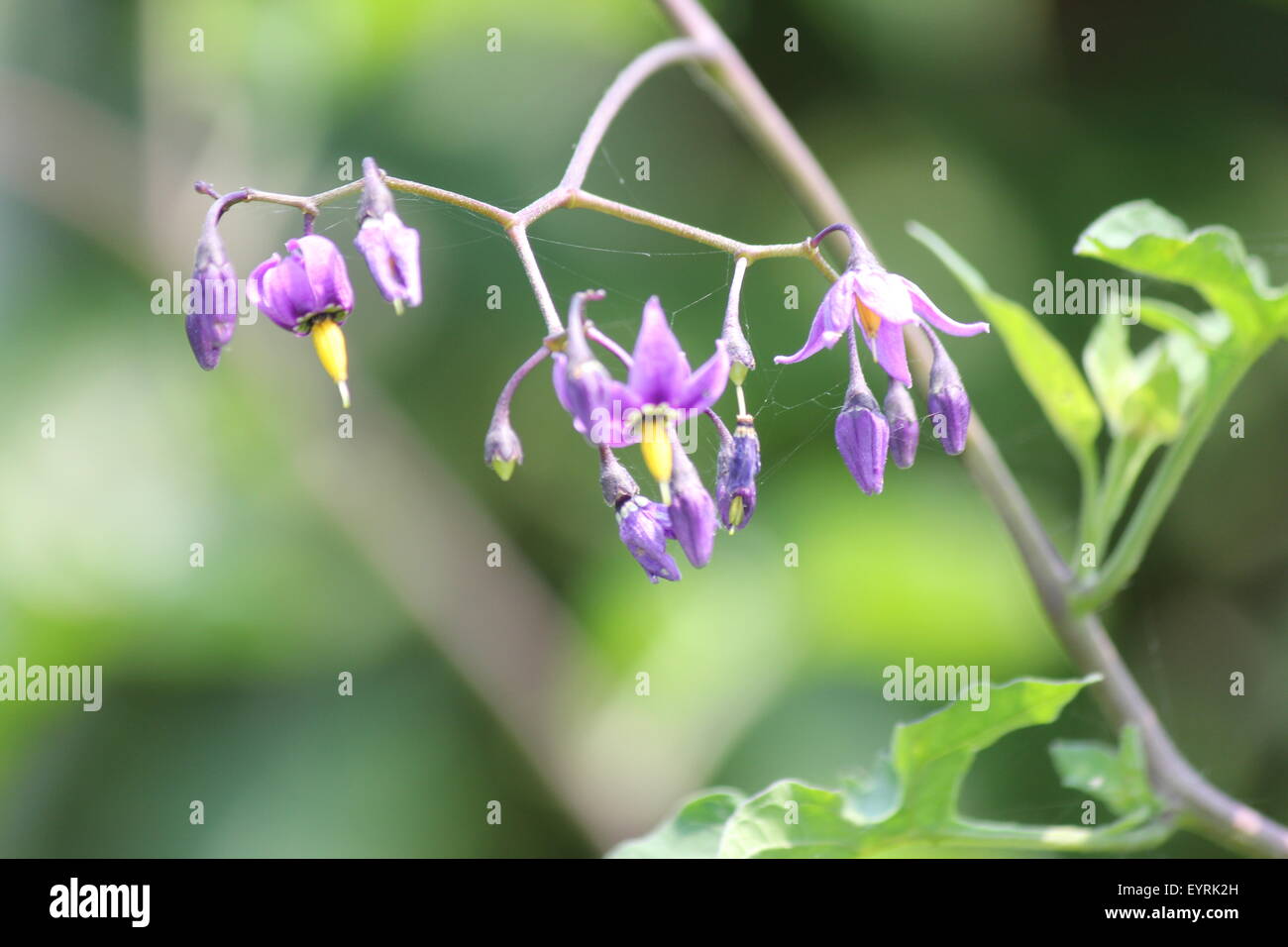 Purple with yellow flower of the Nightshade (Solanum dulcamara) plant ...