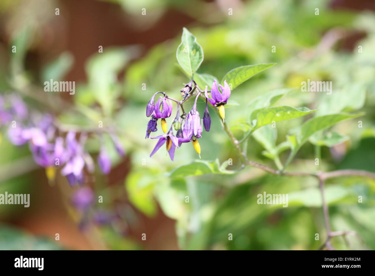 Purple with yellow flower of the Nightshade (Solanum dulcamara) plant ...