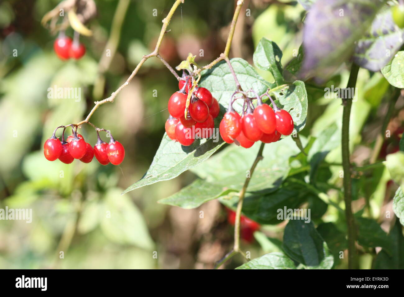 Red berries of a Nightshade vine, clinging to a small chain-link fence ...