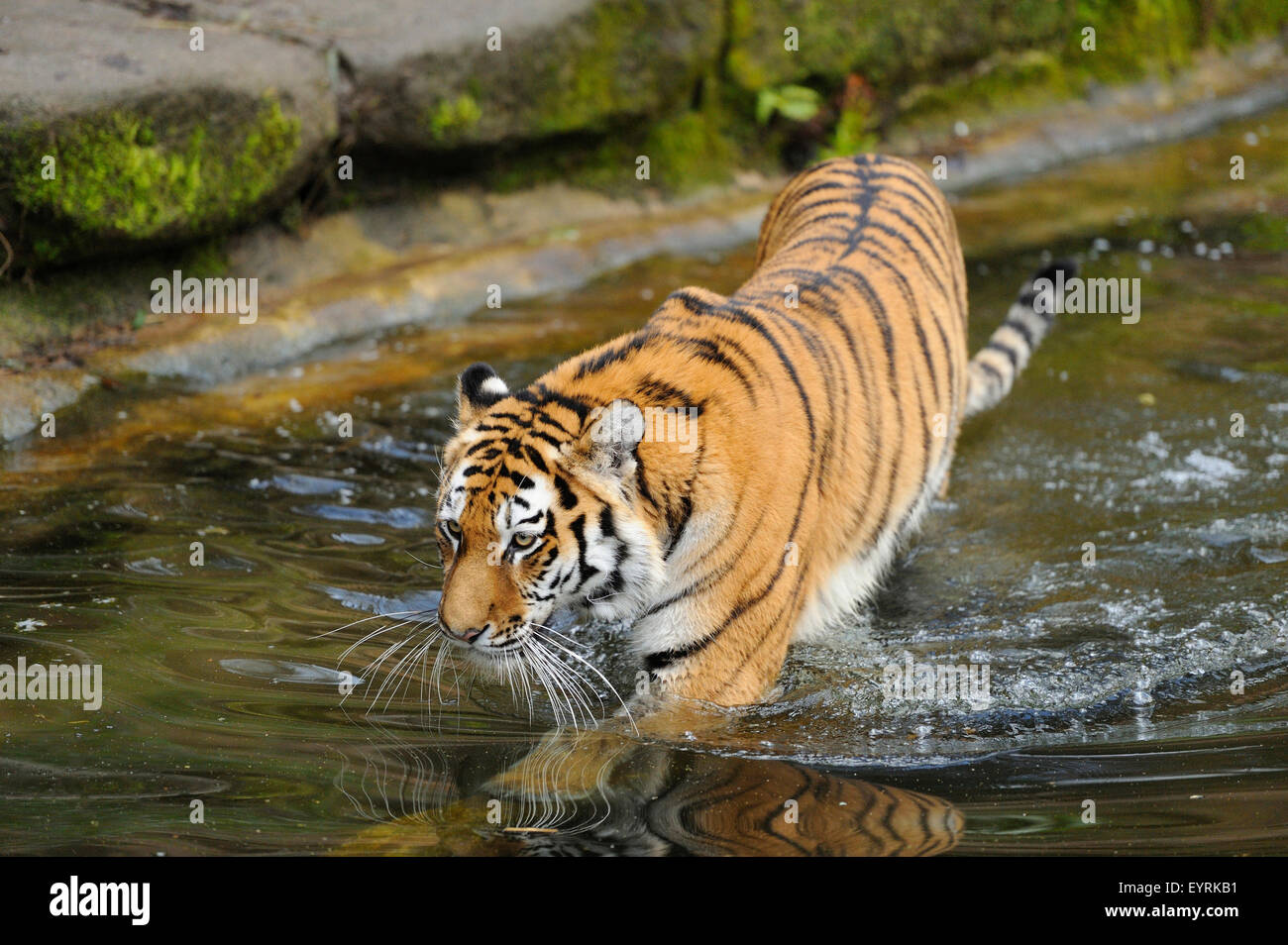 Siberian tiger, Panthera tigris altaica, shore, side view, running ...
