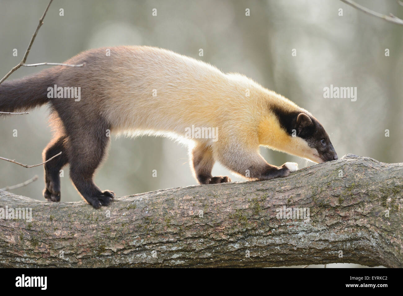 Yellow-throated marten, Martes flavigula, trunk, side view, run Stock ...