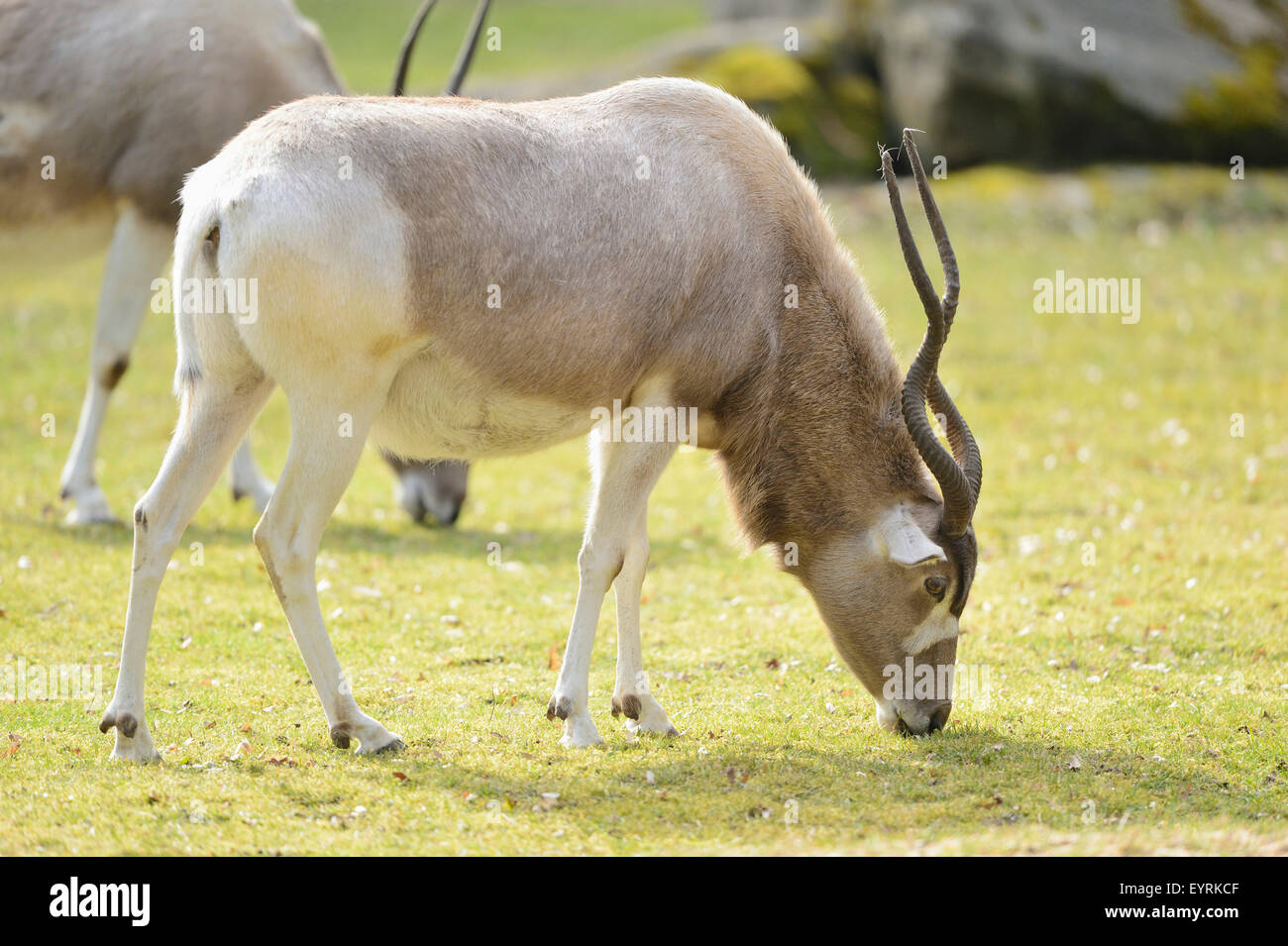 screwhorn antelope, Addax nasomaculatus, meadow, side view, standing ...