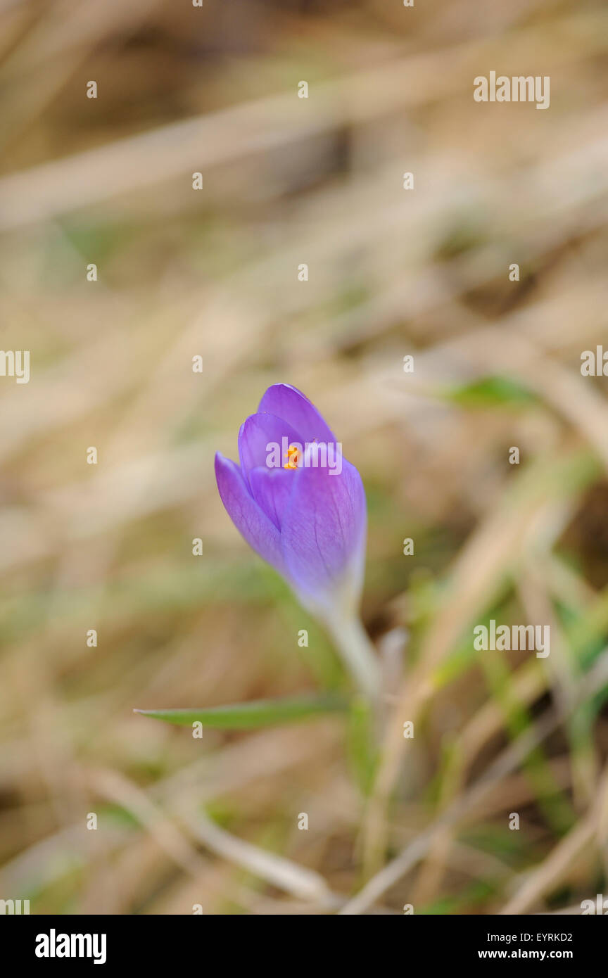 Woodland crocus or Tommasini's crocus, Crocus tommasinianus, close-up ...