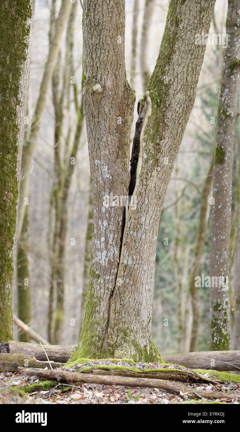 Trunk, sly, black alder, Alnus glutinosa Stock Photo - Alamy
