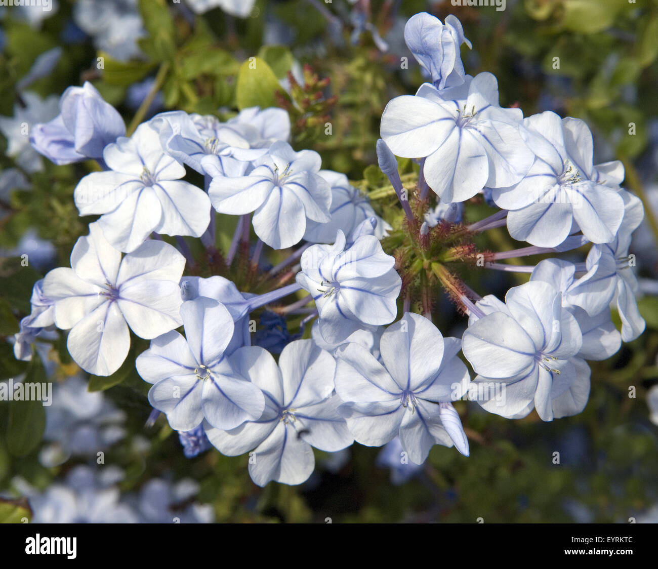 Plumbago auriculata blumen hi-res stock photography and images - Alamy