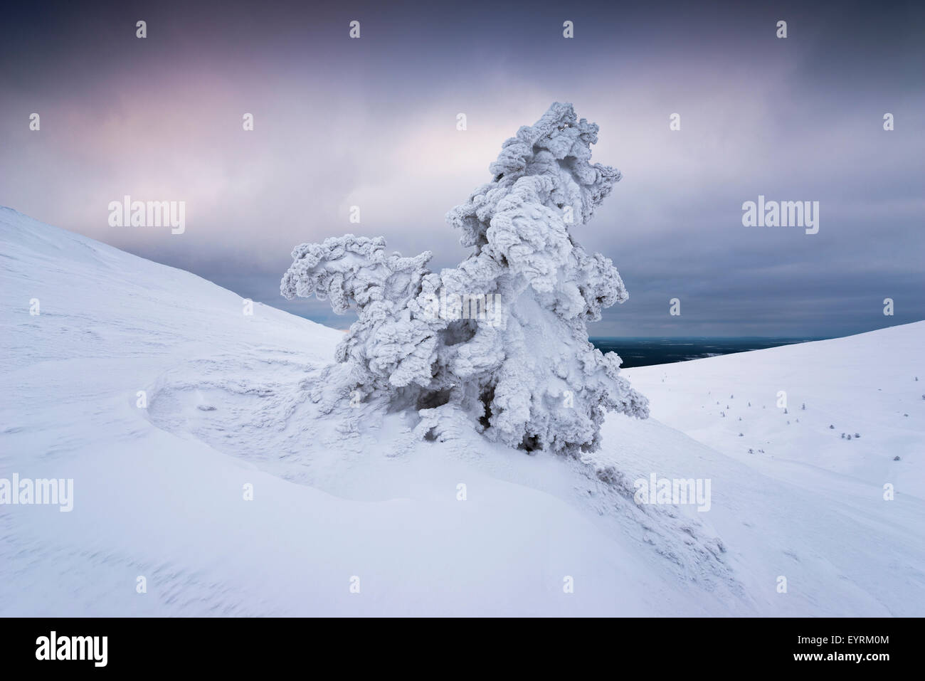 Ice, winter, firs, pine trees, snow-covered, iced, winter dormancy ...