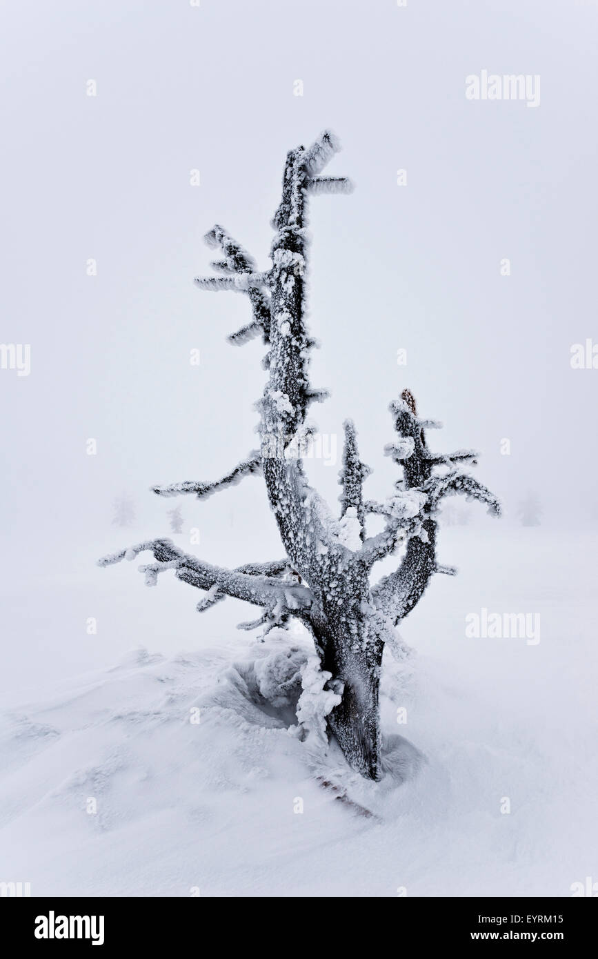 Ice, winter, firs, pine trees, snow-covered, iced, Lapland, Finland ...
