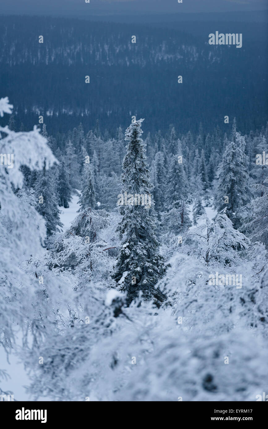 Finland, winter, Pallastunturi, winter forest, firs, coniferous forest ...