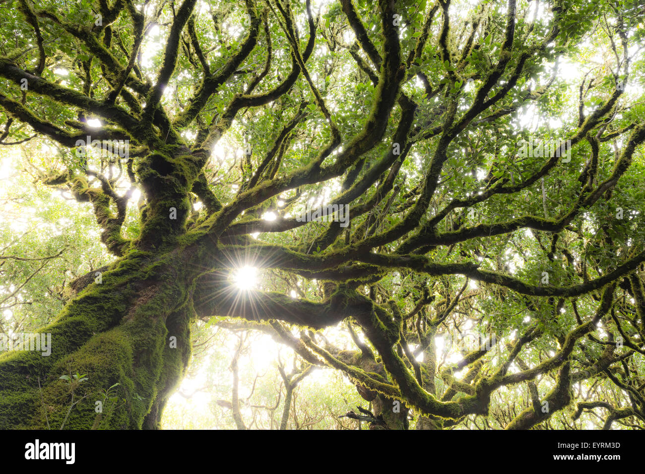 Portugal, Madeira, laurel wood, tree, sun, backlight, star, atmosphere ...