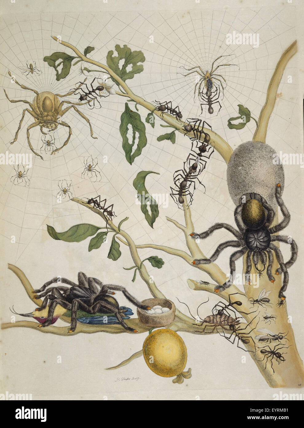 An image from 'Metamorphosis insectorum surinamensium', depicting ...