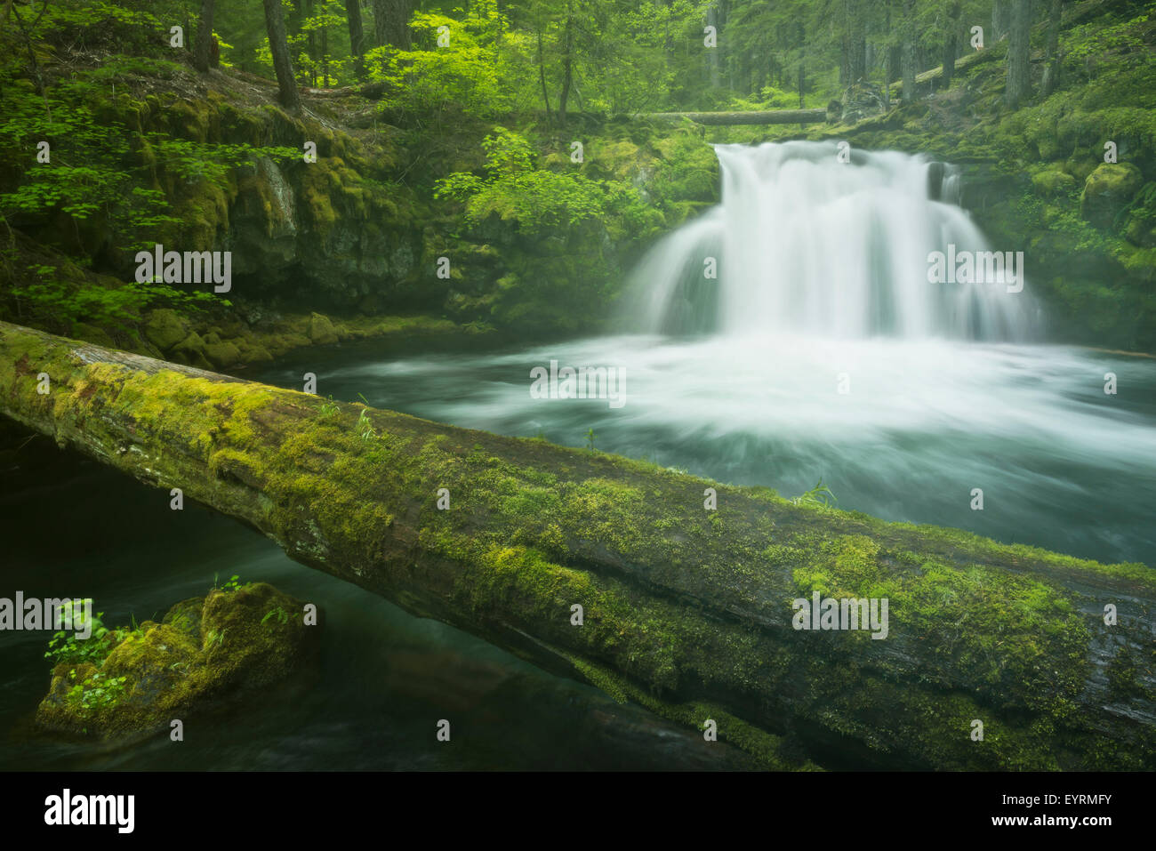 The USA, America, waterfall, Whitehorse, moss, green, rain forest, wood ...