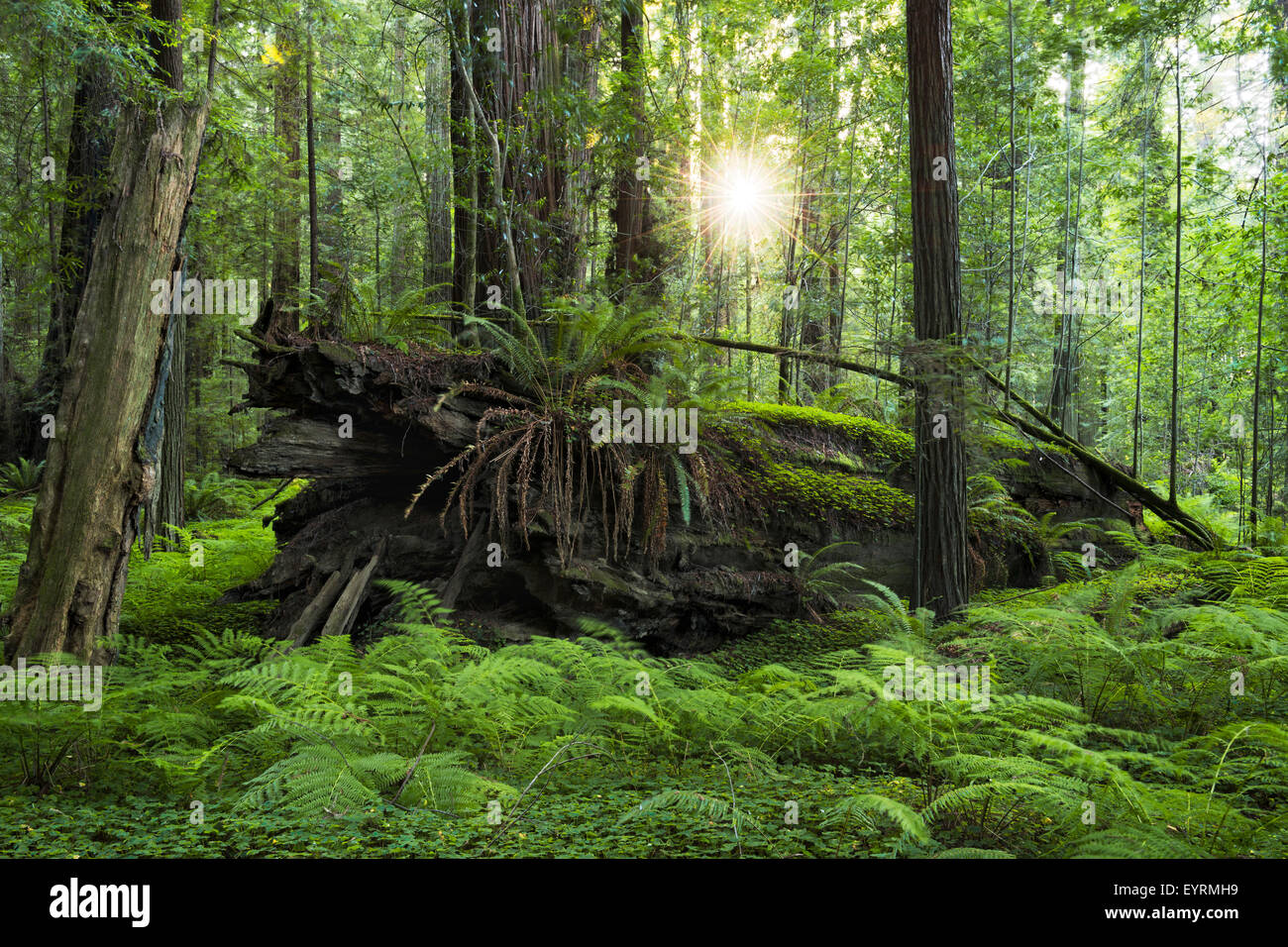 The USA, America, California, Humboldt, redwood, tree, wood, fern ...