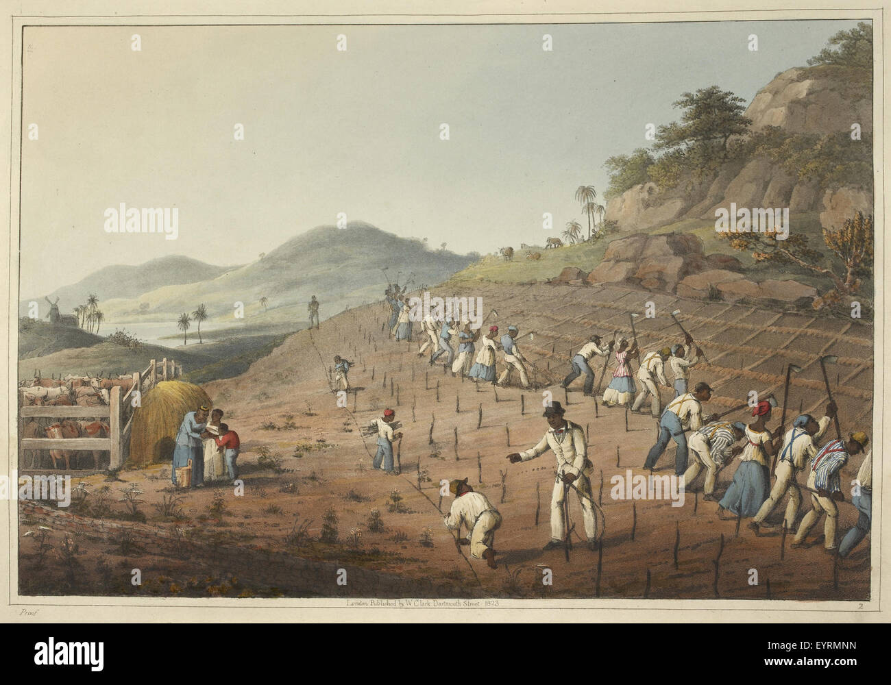 The image shows a scene from Antigua, depicting the labor-intensive ...
