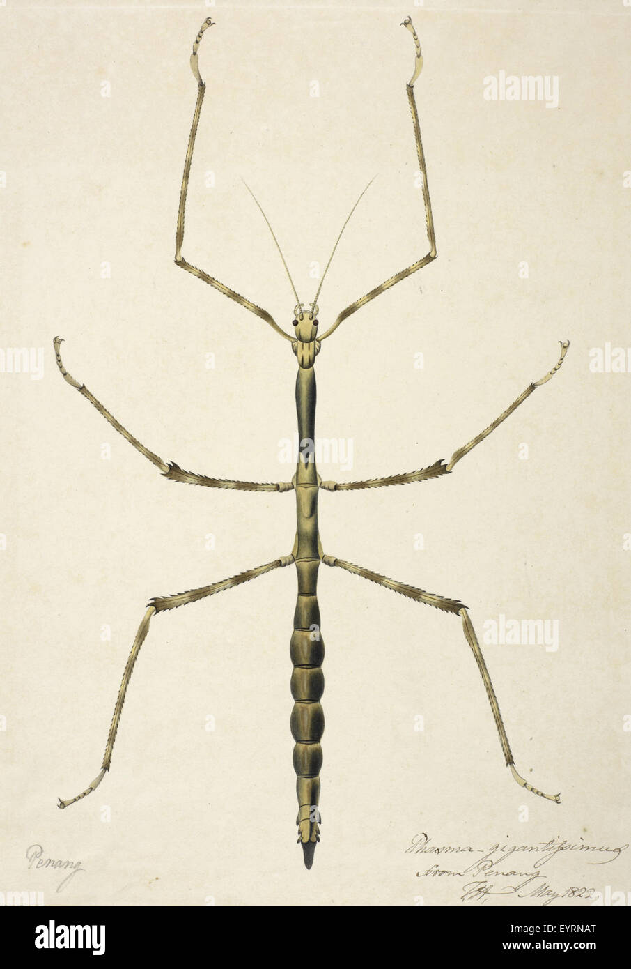 An image of a stick insect, specifically 'Phasma gigantissimus,' from ...