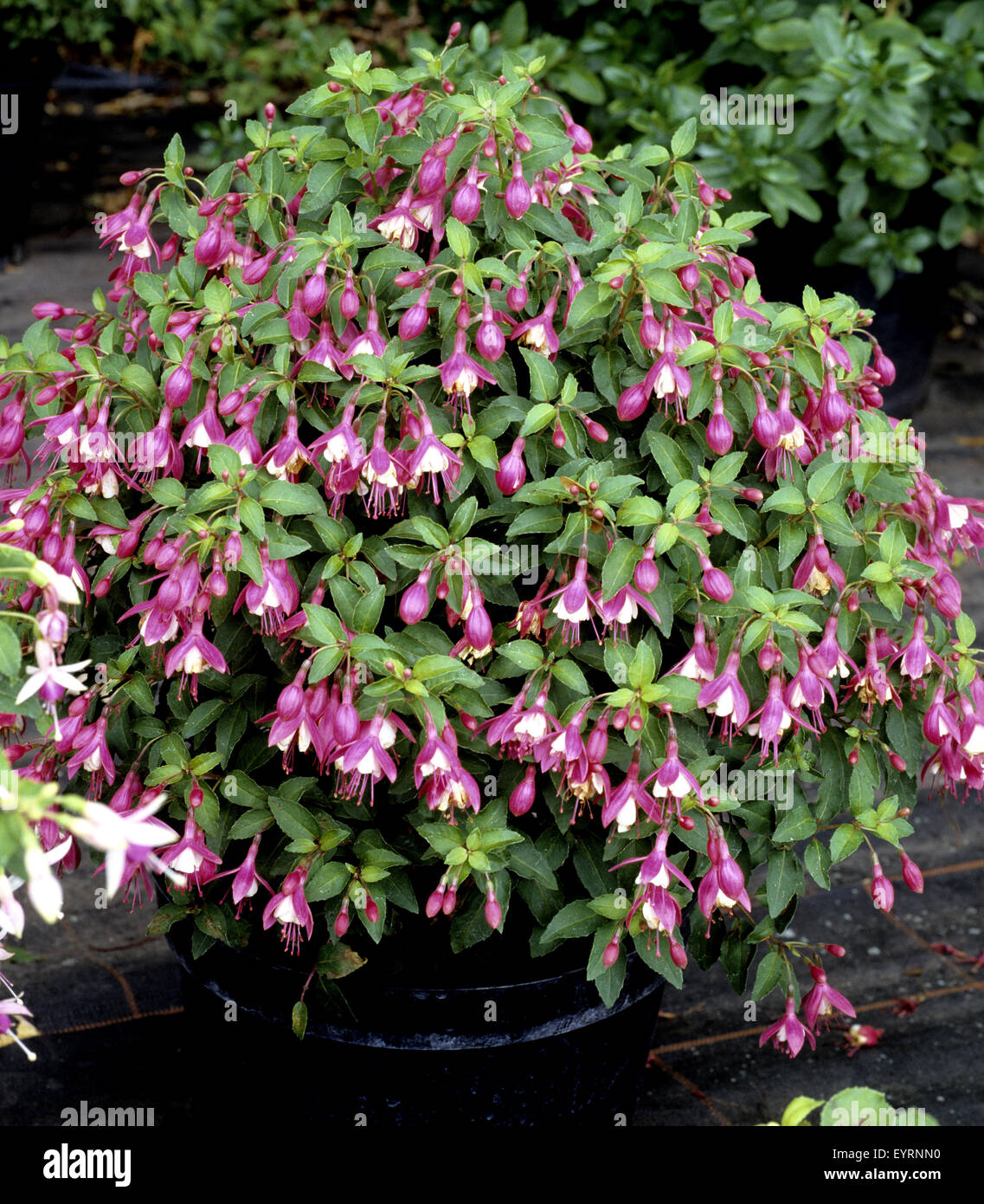 Fuchsie hi-res stock photography and images - Alamy