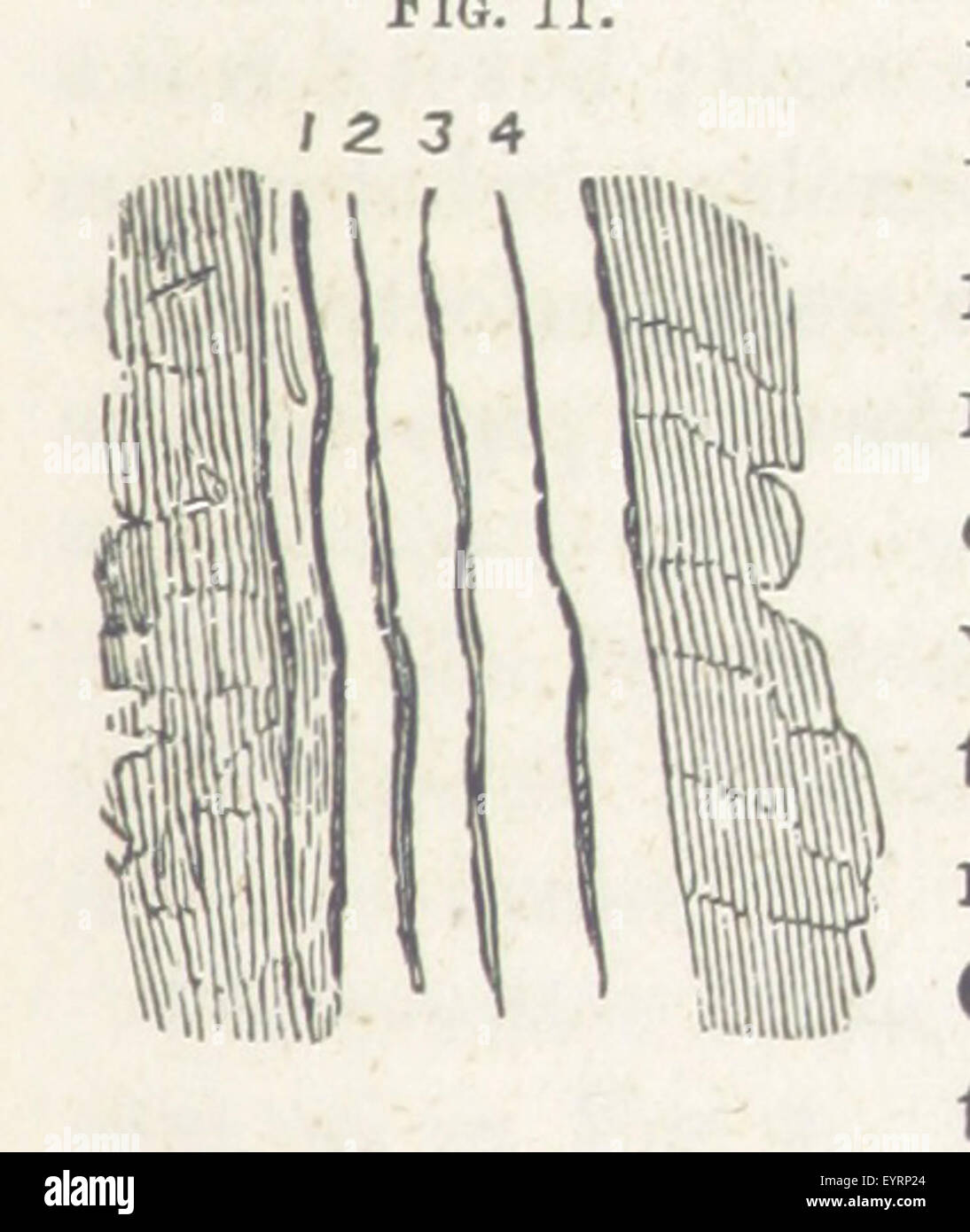 An image from page 117 of a 'Geological Report,' likely featuring ...