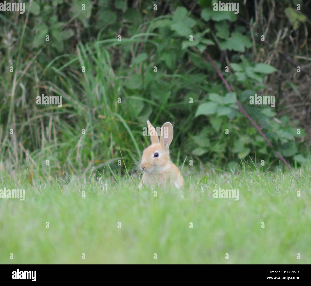 Sussex rabbit hi-res stock photography and images - Alamy
