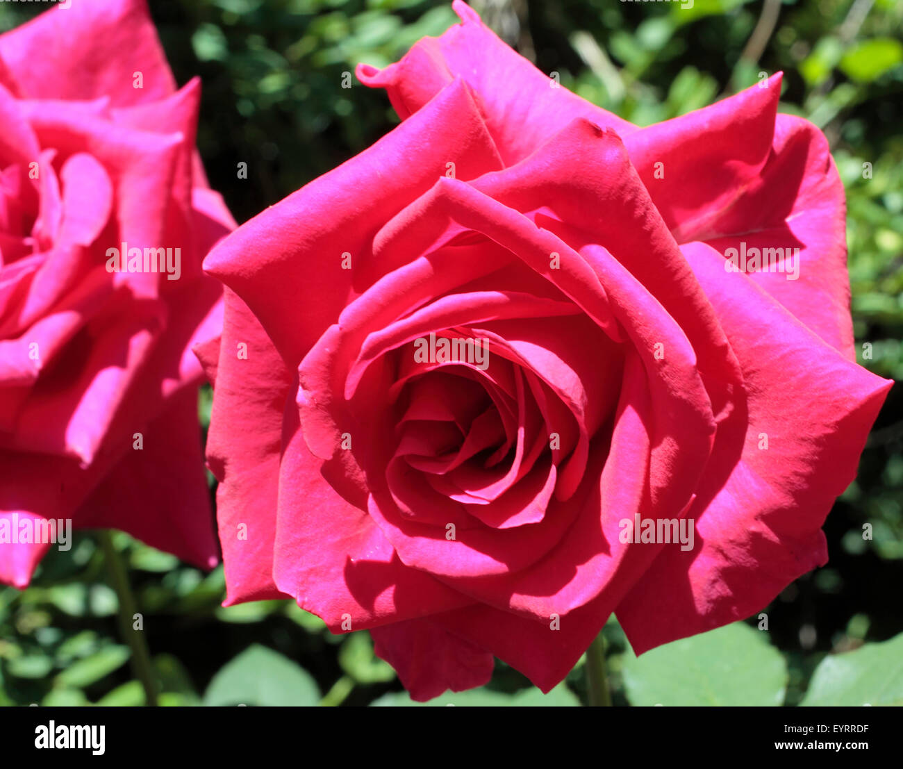 Horizontal rose hi-res stock photography and images - Alamy