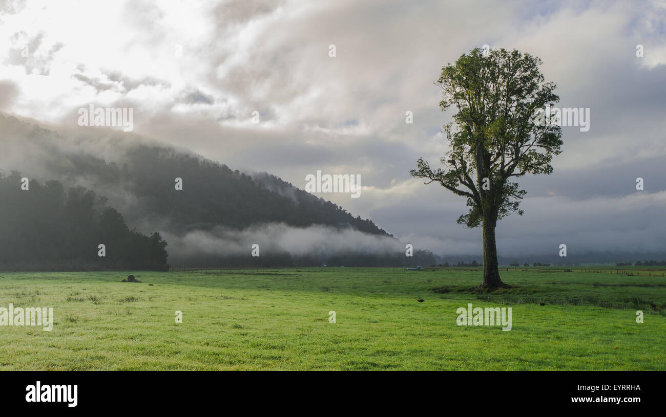 Tree in the Field Stock Photo - Alamy
